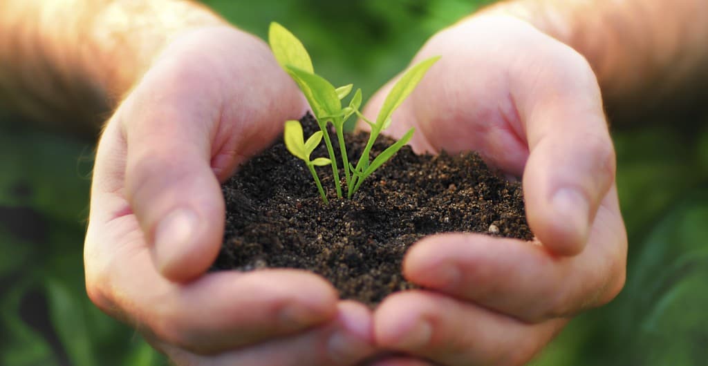 4 Ways to Live a Greener Lifestyle - Woman of Style and Substance